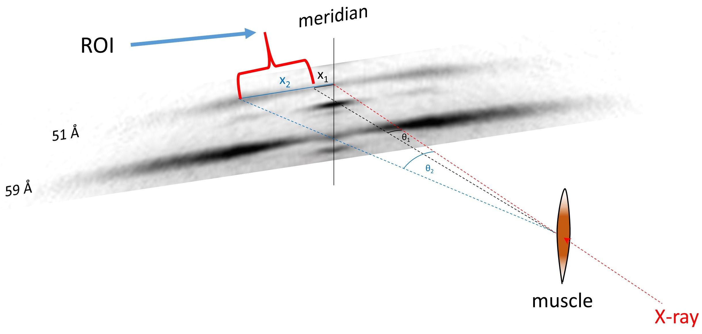 measuring ALL6 and ALL7 spacings – MuscleX Lab